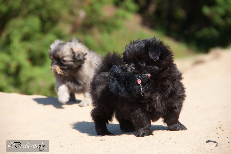 Tibetaanse Spaniel Puppies - Dedicated To