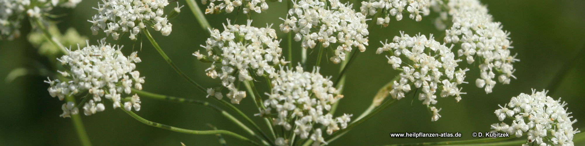 Anis (Pimpinella anisum) - Heilpflanzen-Atlas