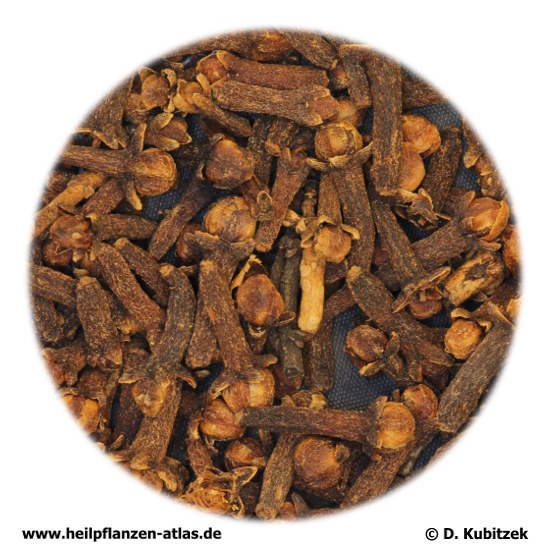 Gewürznelke (Syzygium aromaticum) - Heilpflanzen-Atlas