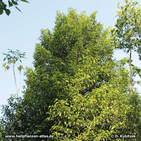 Muskatnuss (Myristica fragrans) - Heilpflanzen-Atlas
