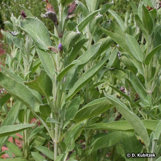 Echter Salbei (Salvia officinalis) - Heilpflanzen-Atlas