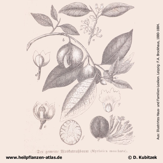 Muskatnuss (Myristica fragrans) - Heilpflanzen-Atlas