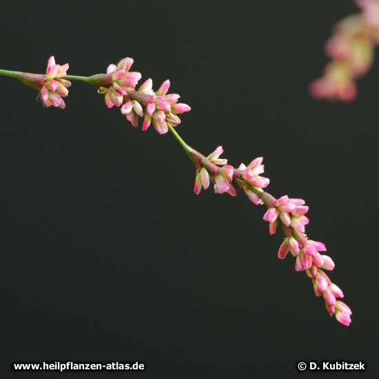 Färberknöterich (Persicaria tinctoria, synonym: Polygonum tinctorium ...