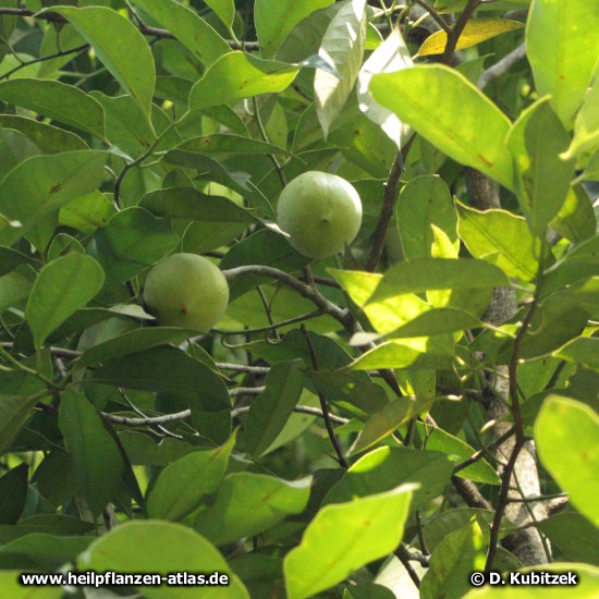 Muskatnuss (Myristica fragrans) - Heilpflanzen-Atlas