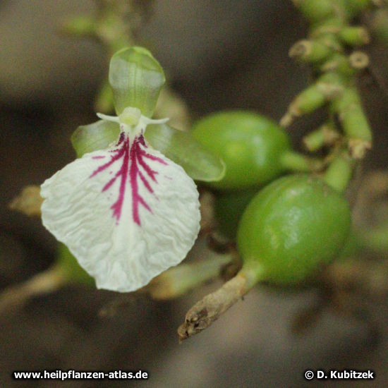 Kardamom (Malabar-Kardamome, Elettaria cardamomum) - Heilpflanzen-Atlas