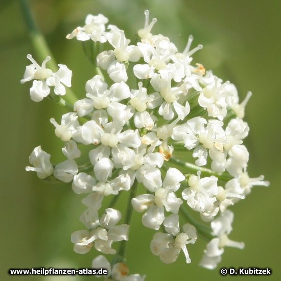 Anis (Pimpinella anisum) - Heilpflanzen-Atlas