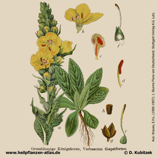 Königkskerze (Verbascum densiflorum / thapsus / phlomoides ...
