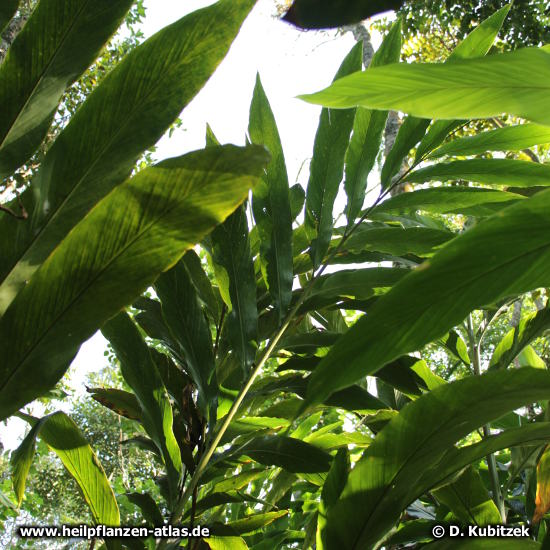 Kardamom (Malabar-Kardamome, Elettaria cardamomum) - Heilpflanzen-Atlas