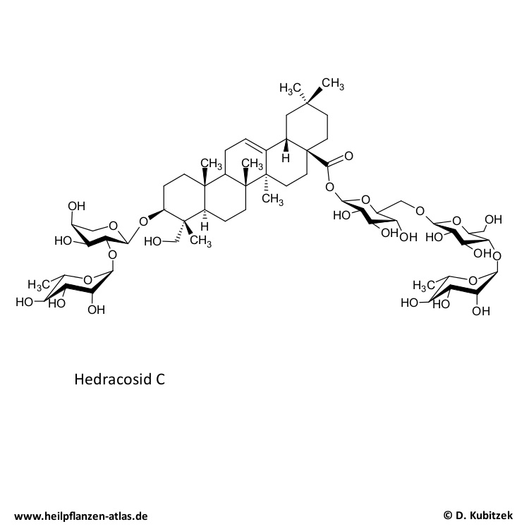 Gewöhnlicher Efeu (Hedera helix) - Heilpflanzen-Atlas