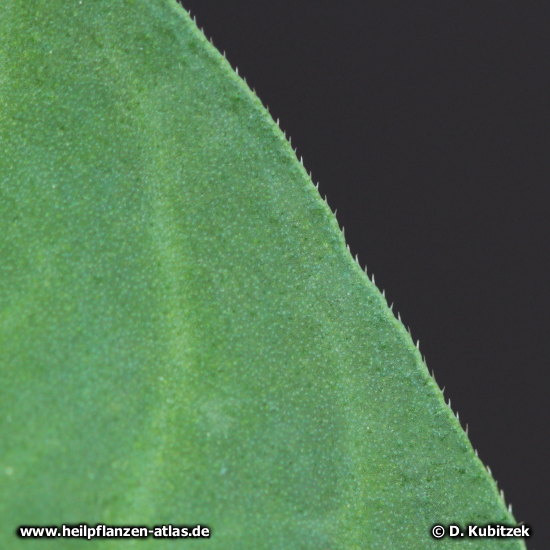 Färberknöterich (Persicaria tinctoria, synonym: Polygonum tinctorium ...