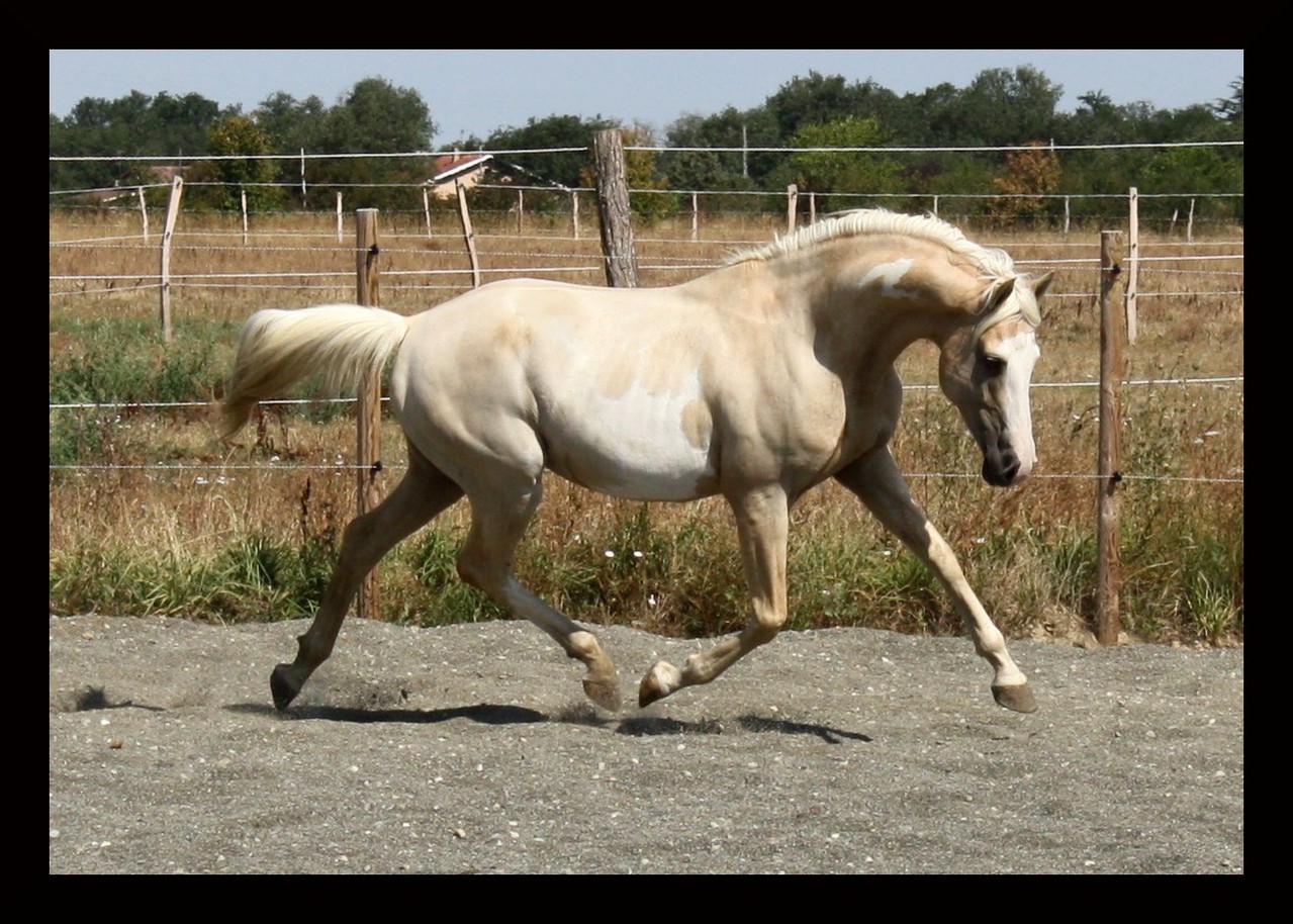 Sand Storm Angel Pah - Haras du Turel