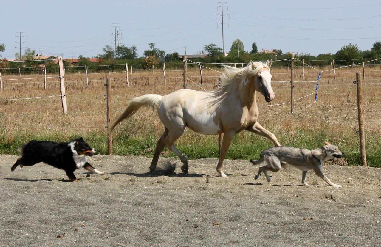 Sand Storm Angel Pah - Haras du Turel