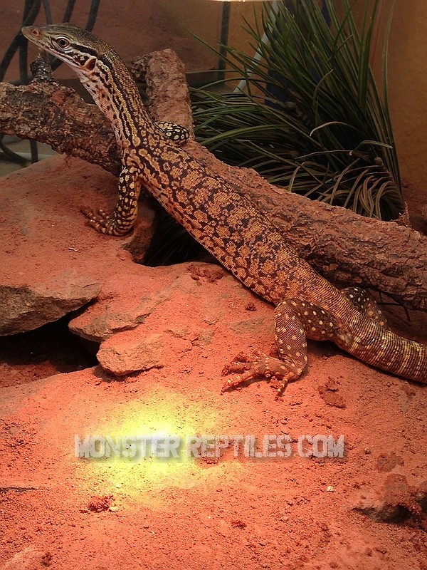Varanus gouldii flavirufus (Gould's Waran) - Welt der Warane - Haltung ...
