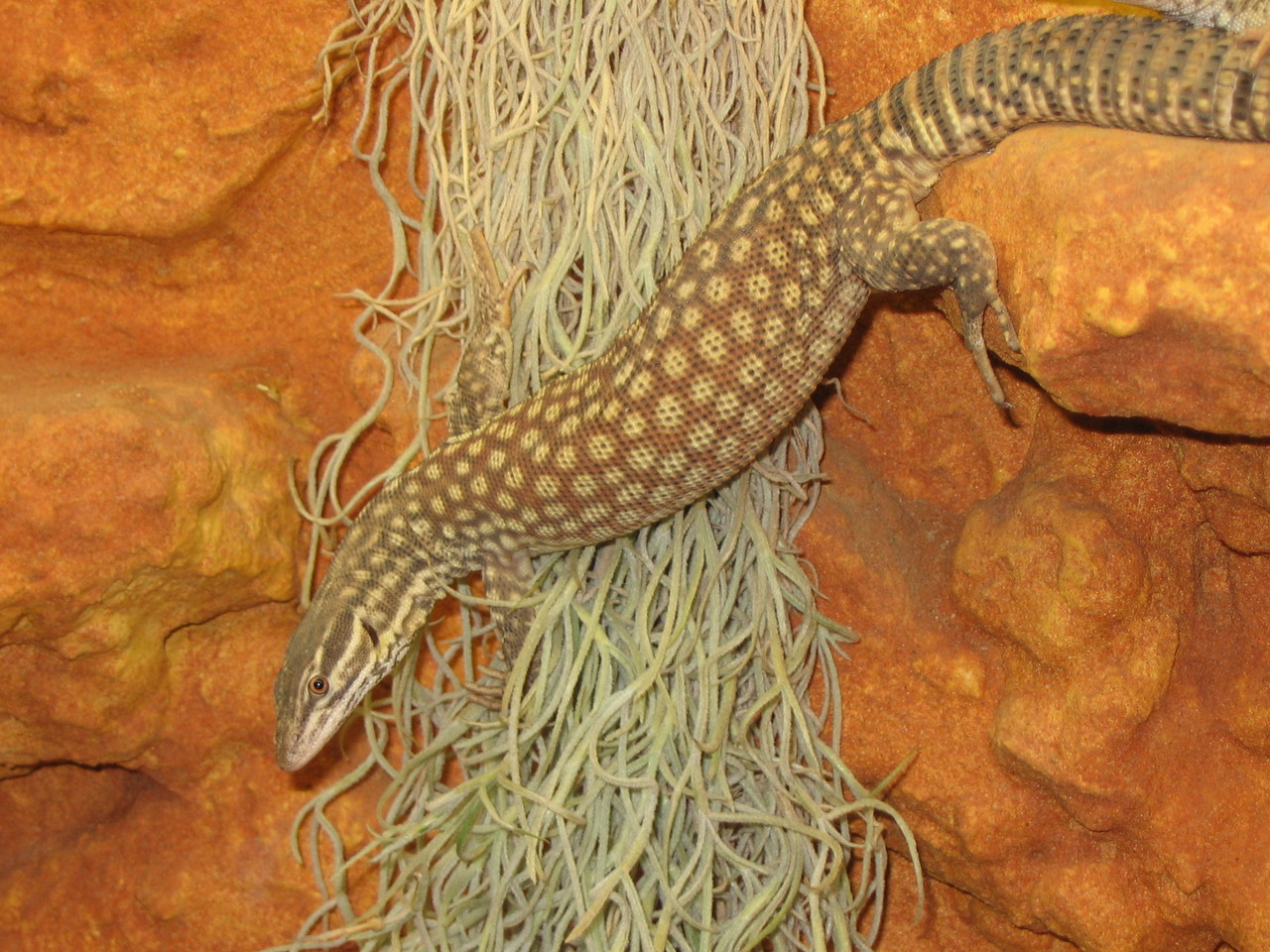 Warane - Welt der Warane - Haltung, Pflege & Zucht