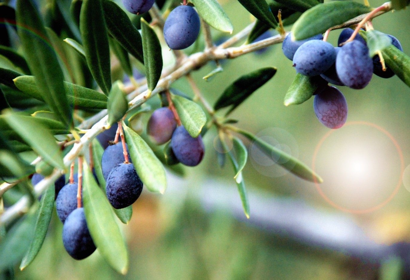 Aceites Especiados - Macuilis: Mermeladas, Salsas & Conservas ...