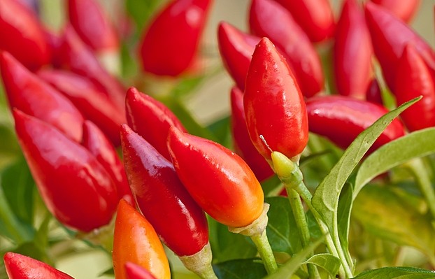 Salsa Macha de chiles chipotles - Macuilis: Mermeladas, Salsas ...