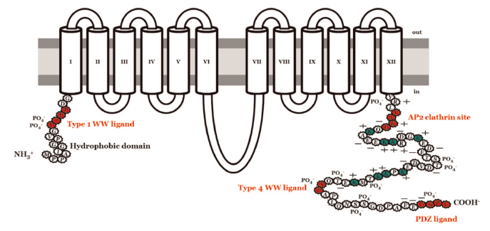 MCT1, monocarboxylate transporter 1 - Ultrabem - トップページ