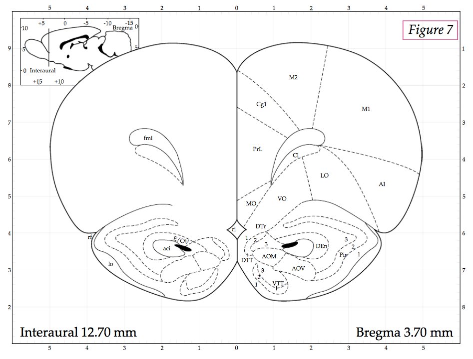 島皮質 Insular cortex, insula (rat) - Ultrabem - トップページ