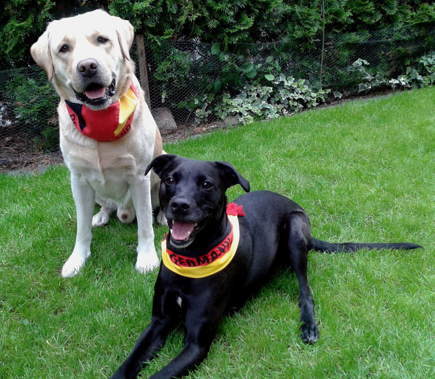 Bilder von Felix 2014 - Labrador Felix