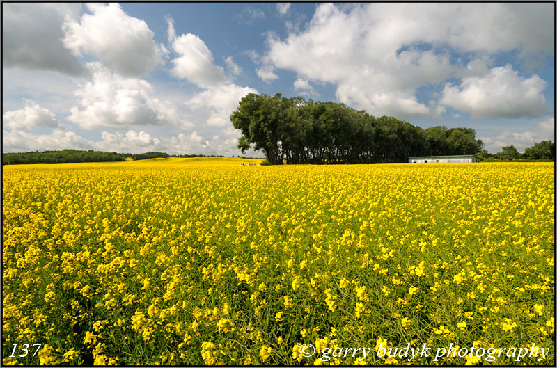 /Prairie Scenes/ - imagesofmanitoba