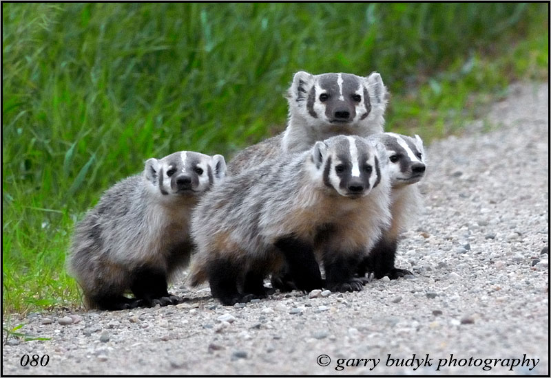 /Butterflies, Mammals/ - imagesofmanitoba