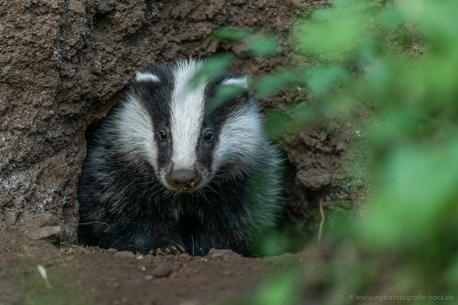 Aus dem Leben der Dachse - hock-naturfotografie
