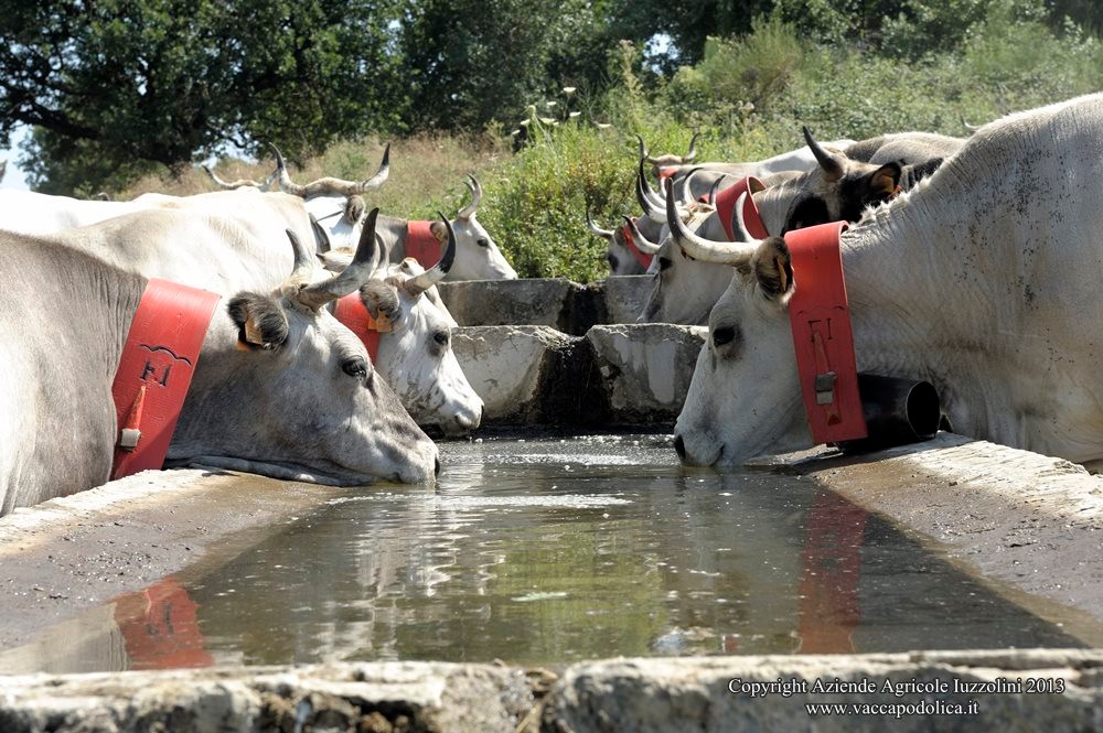 Vacche Podoliche Calabresi Sicily