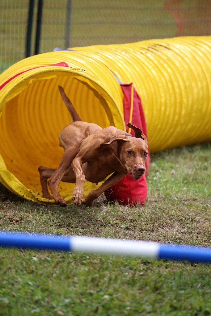 AAC National Agility Championship - Örökké Vizslas