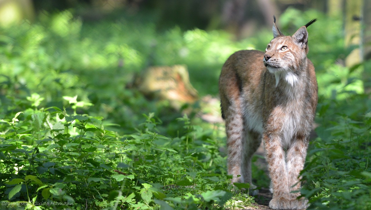 Wildpark Poing - guidohamanns Jimdo-Page!