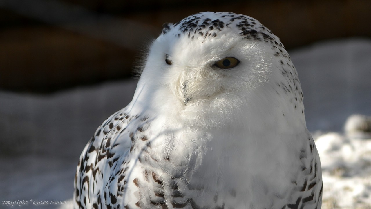 Wildpark Poing - guidohamanns Jimdo-Page!