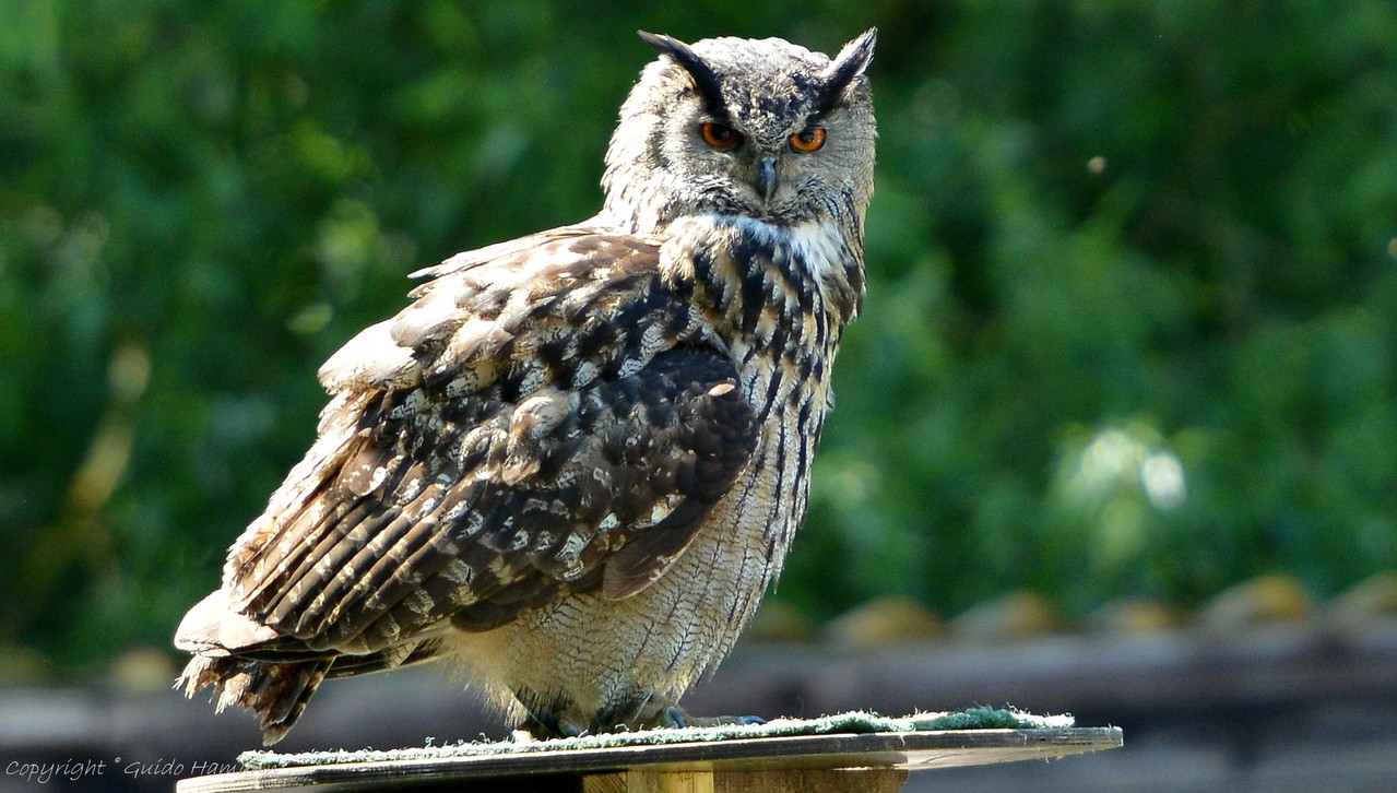 Wildpark Poing - guidohamanns Jimdo-Page!