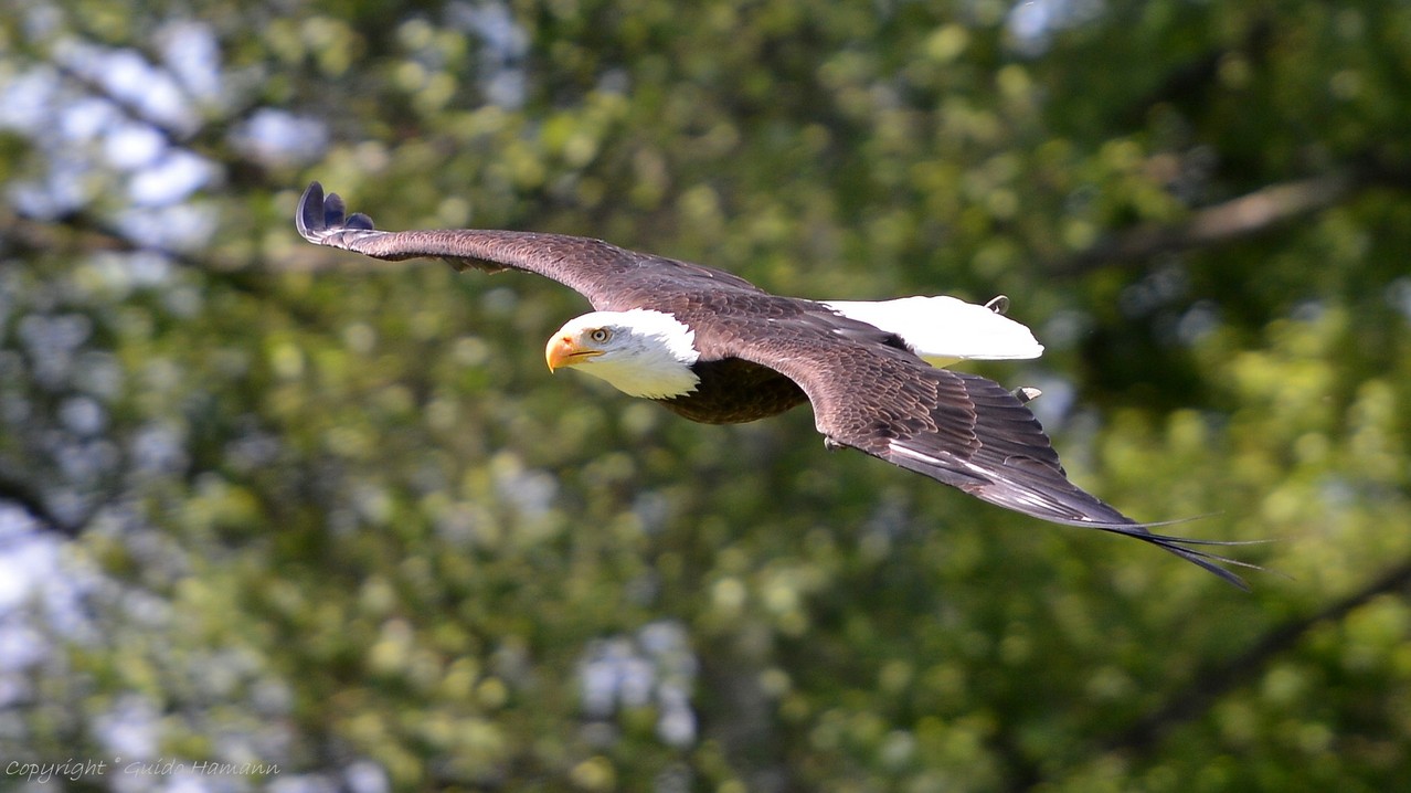 Wildpark Poing - guidohamanns Jimdo-Page!