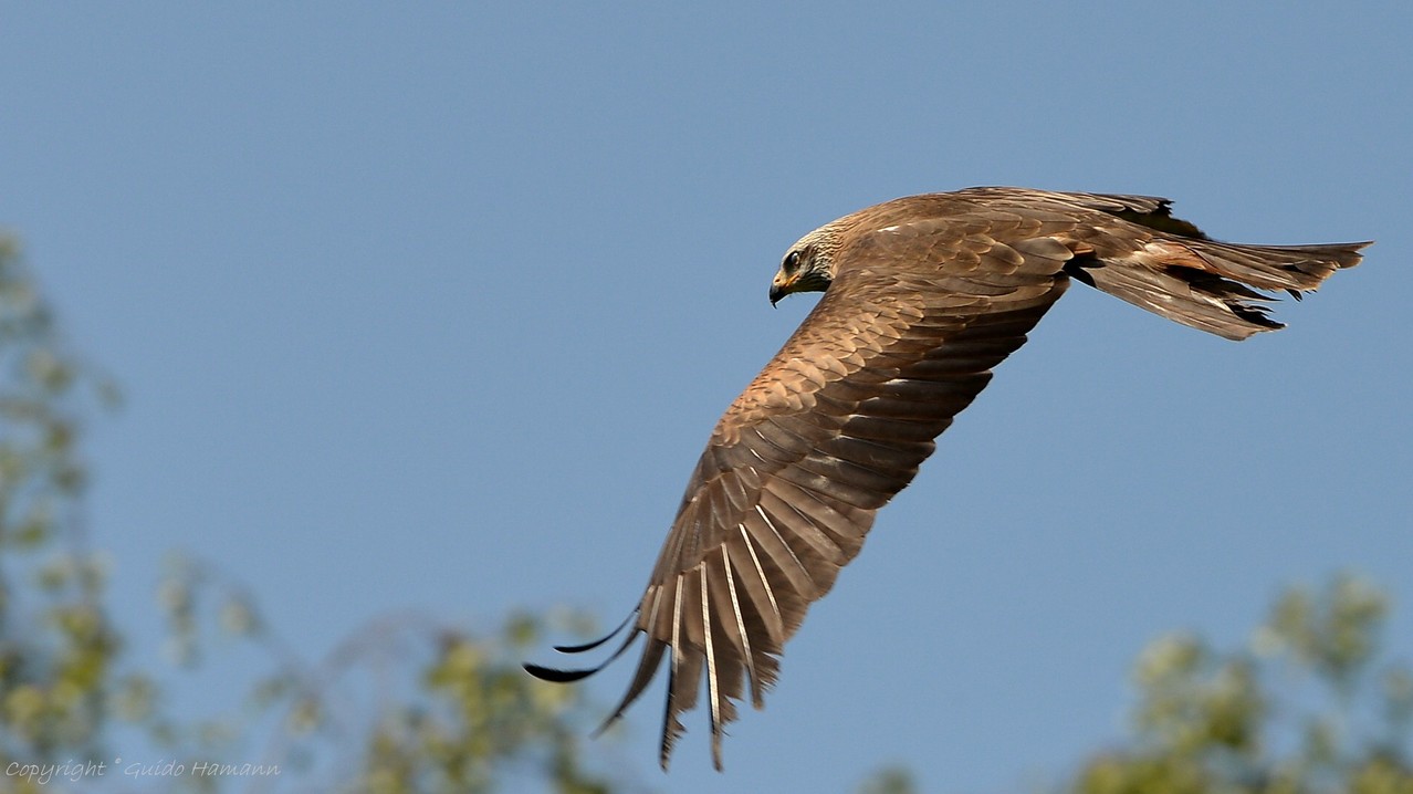 Wildpark Poing - guidohamanns Jimdo-Page!