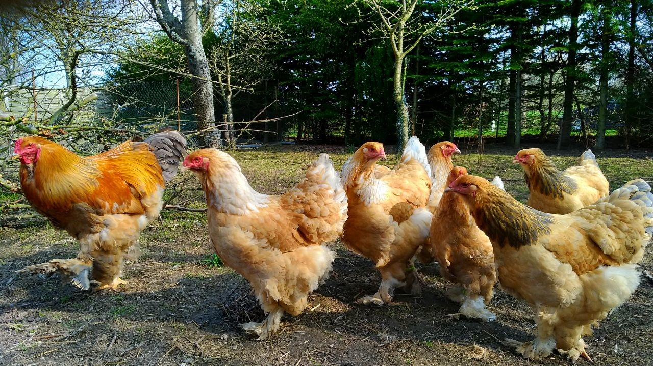 große Brahma Hühner - "Riesenbrahma" - chickentrees Webseite!