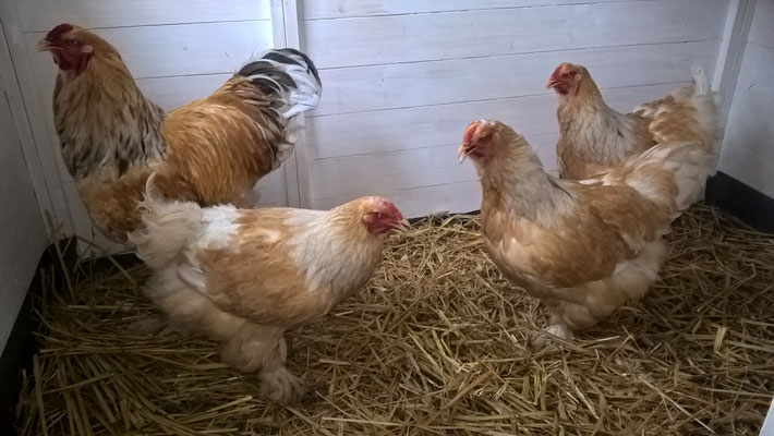 Brahma - lemon pyle/gelb-blau-columbia - chickentrees Webseite!