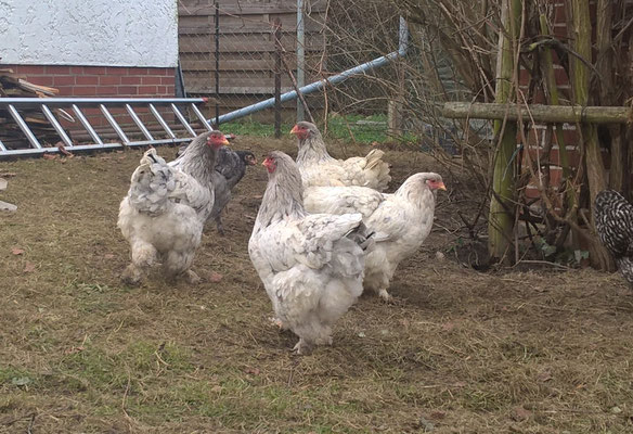 Brahma - blau (schwarz/splash) - chickentrees Webseite!