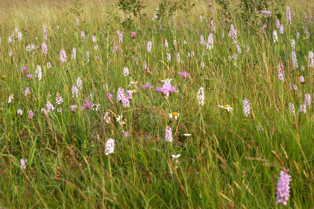 Rupfen für die Artenvielfalt - NABU Oberberg