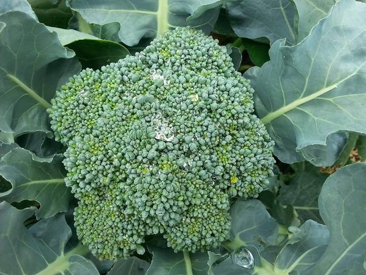Vegetable Garden Hints: Cole Crops - accessgarden