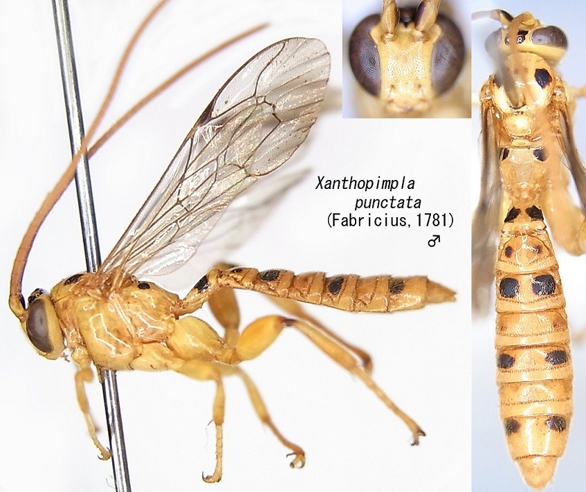 Xanthopimpla - Image Database of Parasitoid Wasps