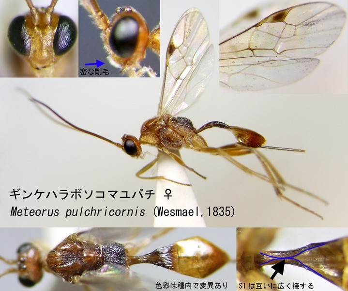 Meteorus - Image Database of Parasitoid Wasps