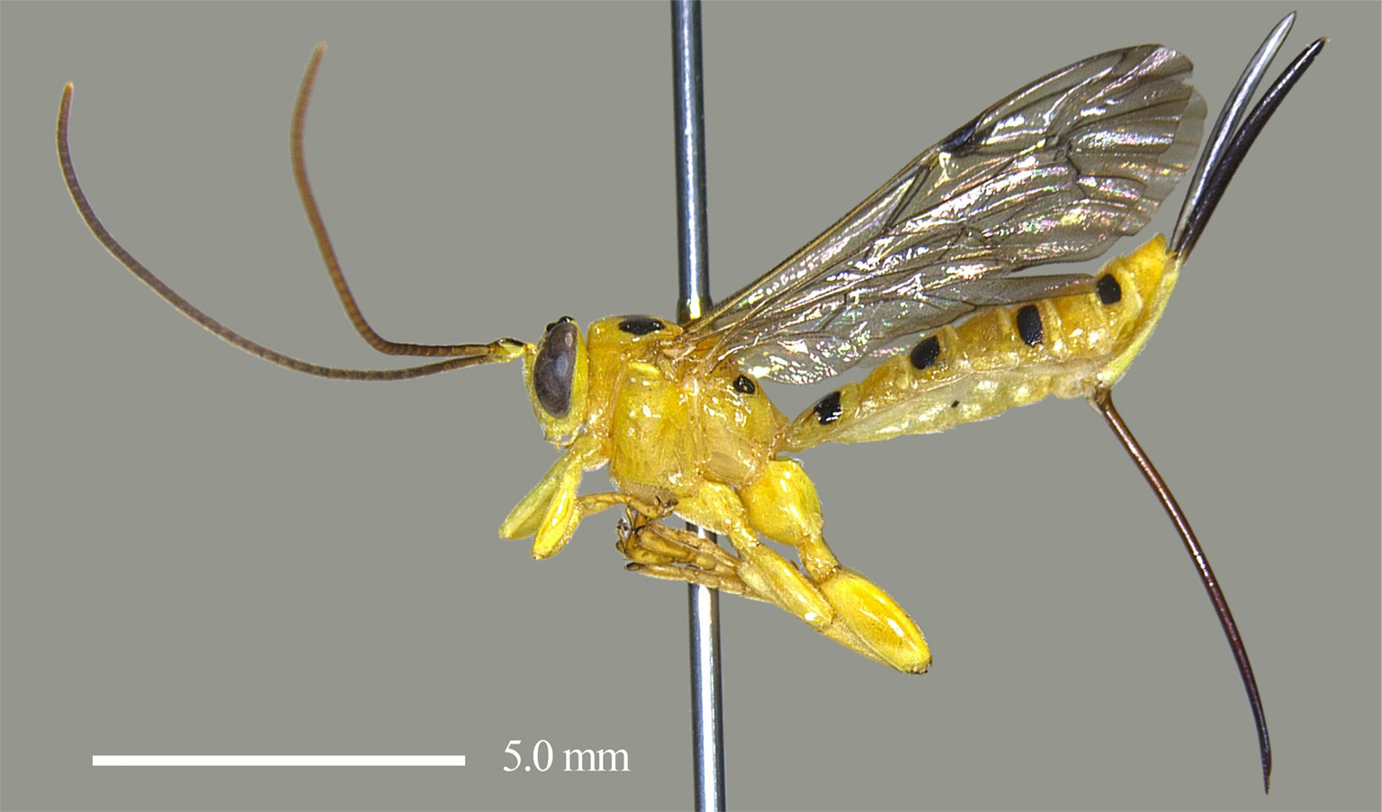 Xanthopimpla - Image Database of Parasitoid Wasps