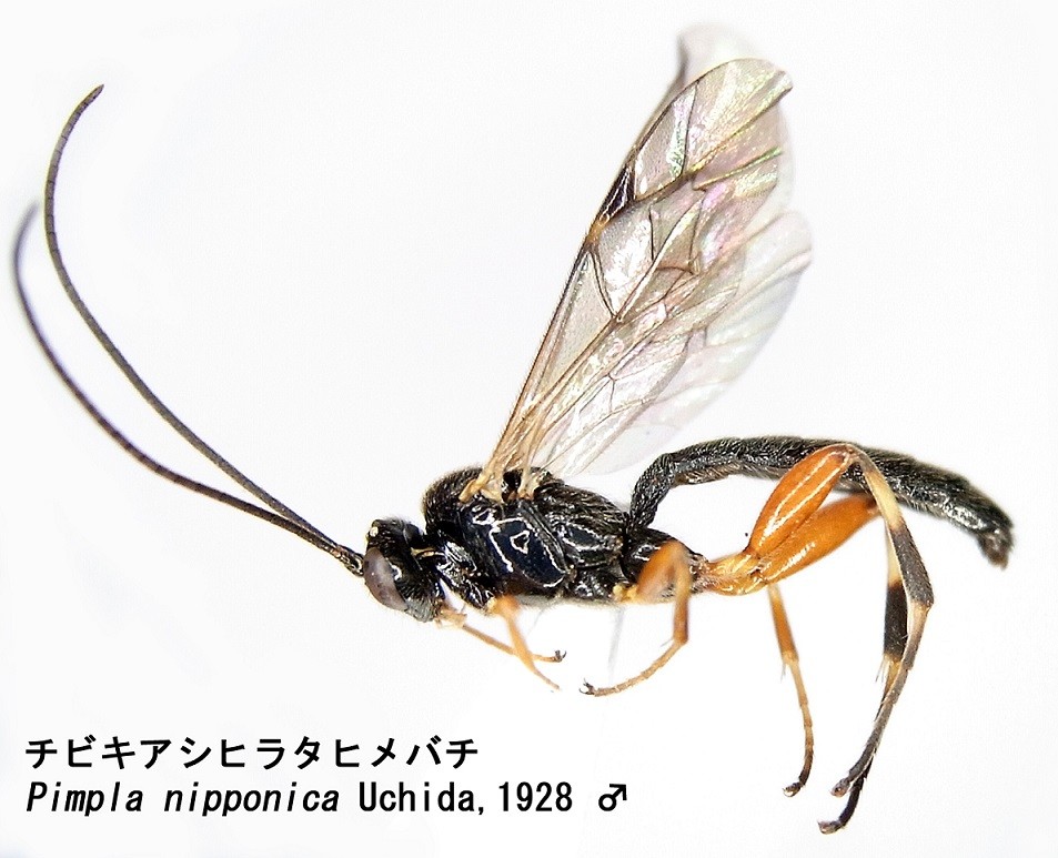 Pimpla - Image Database of Parasitoid Wasps