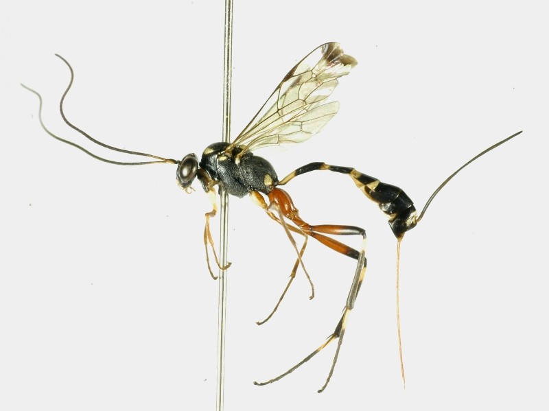 Leptobatopsis - Image Database of Parasitoid Wasps