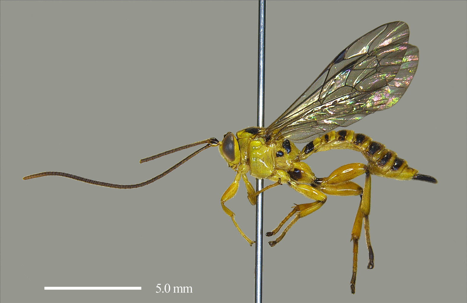 Xanthopimpla - Image Database of Parasitoid Wasps