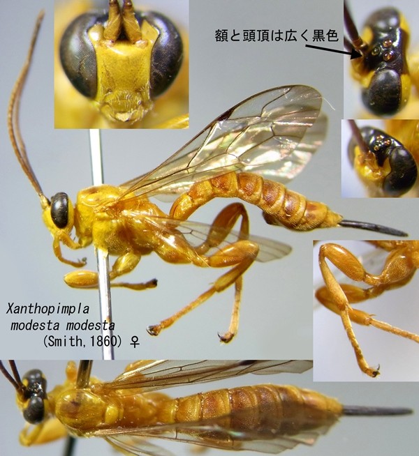 Xanthopimpla - Image Database of Parasitoid Wasps