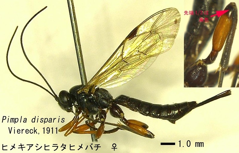 Pimpla - Image Database of Parasitoid Wasps