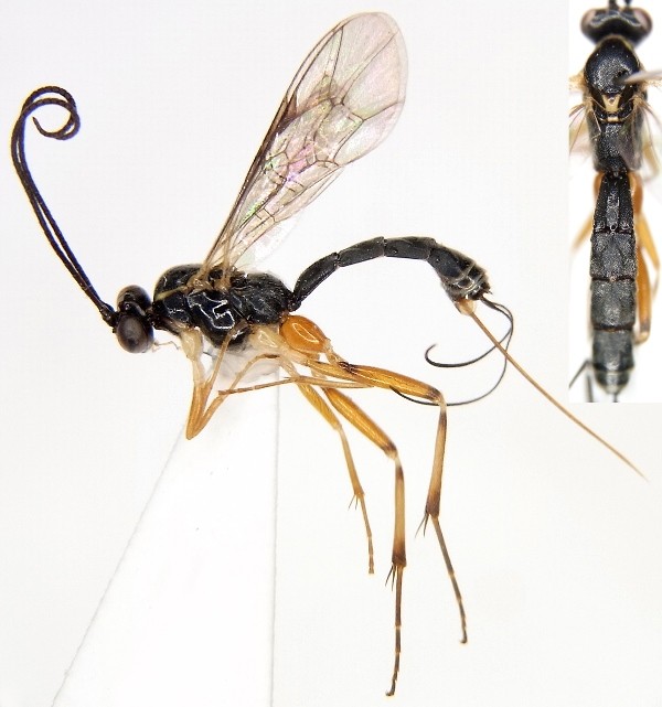 Glyptopimpla - Image Database of Parasitoid Wasps