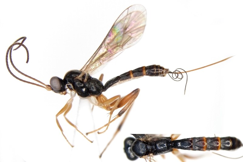 Glyptopimpla - Image Database of Parasitoid Wasps