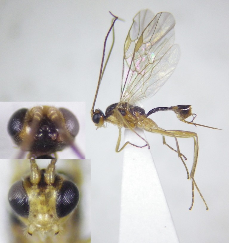 Meteorus - Image Database of Parasitoid Wasps