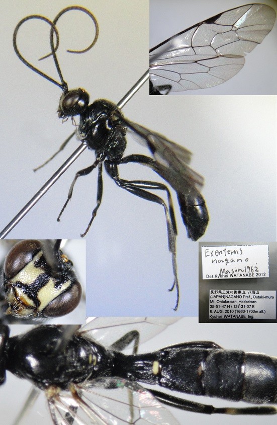 Exenterus - Image Database of Parasitoid Wasps